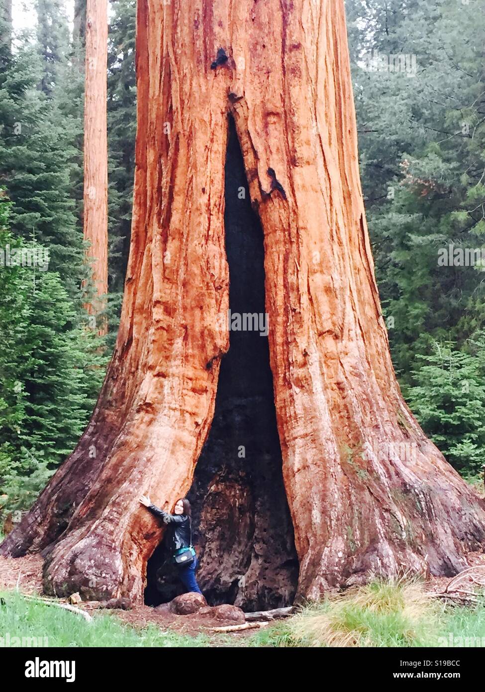 Love for nature, hugging a tree. Good energy Stock Photo - Alamy
