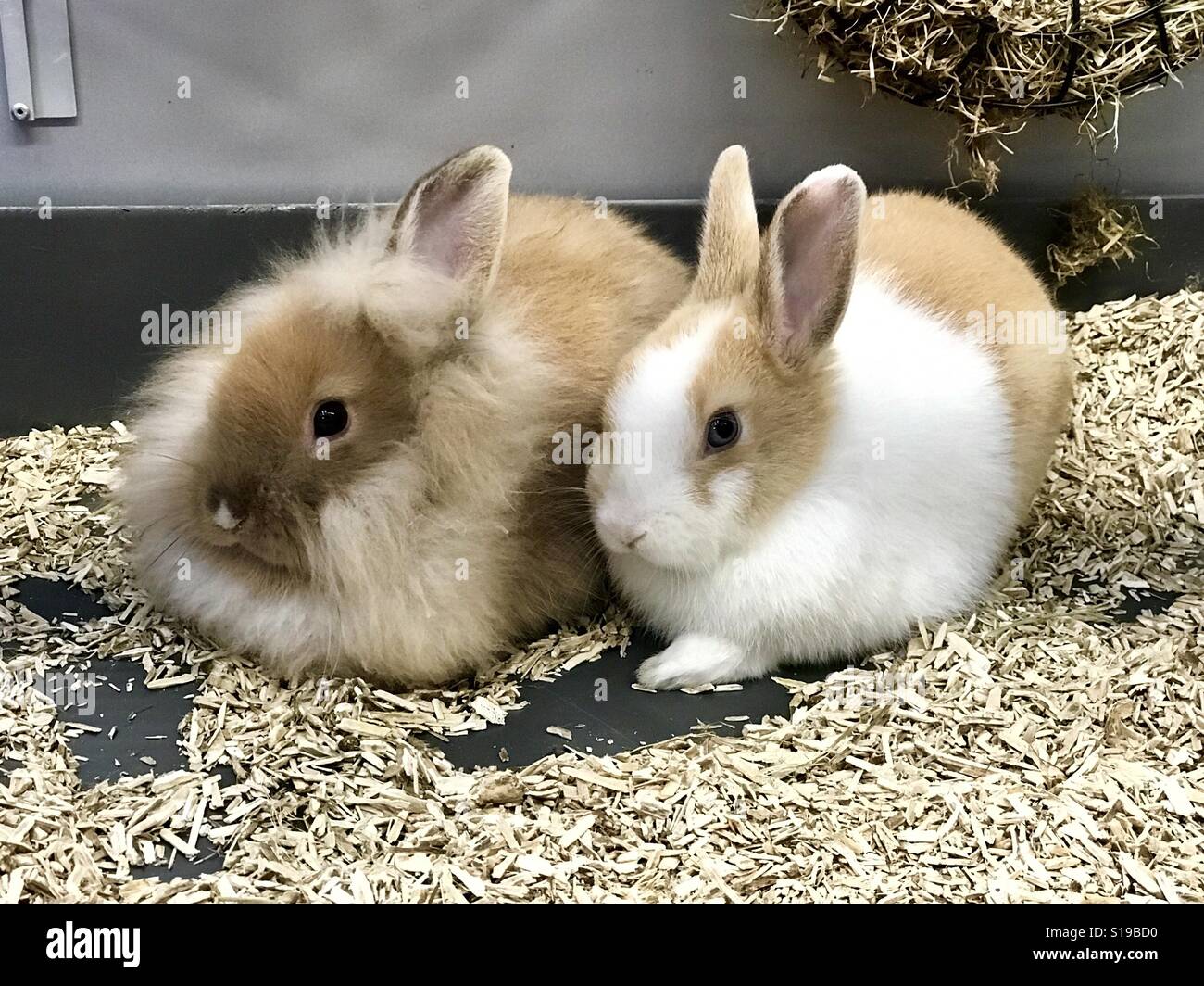 Animal pair cute hi-res stock photography and images - Alamy