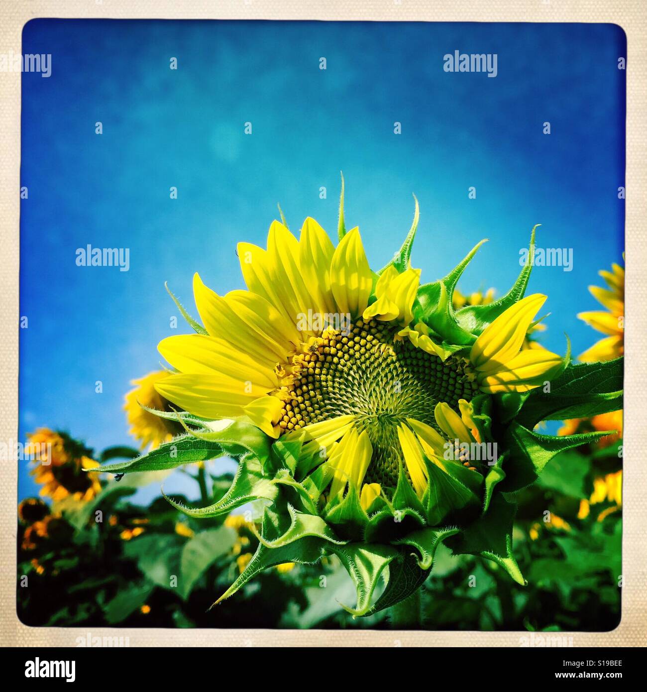 Scared flower hi-res stock photography and images - Alamy