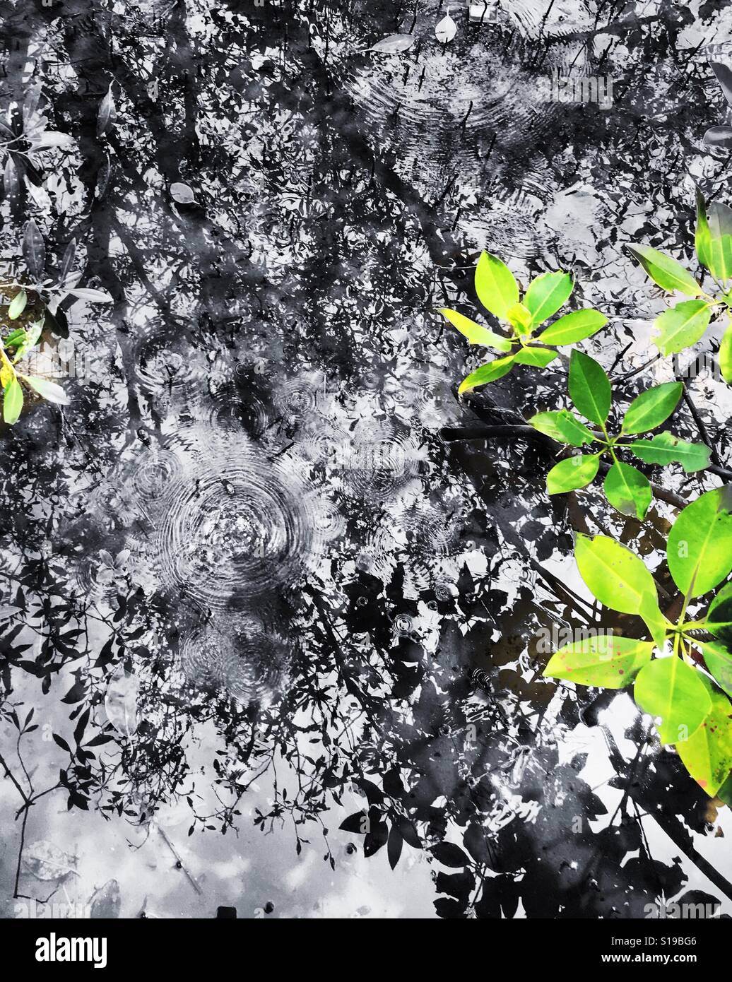 Green ripple hi-res stock photography and images - Alamy