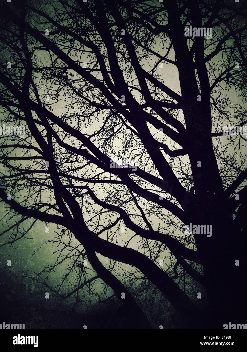 Creepy Tree High Resolution Stock Photography and Images - Alamy