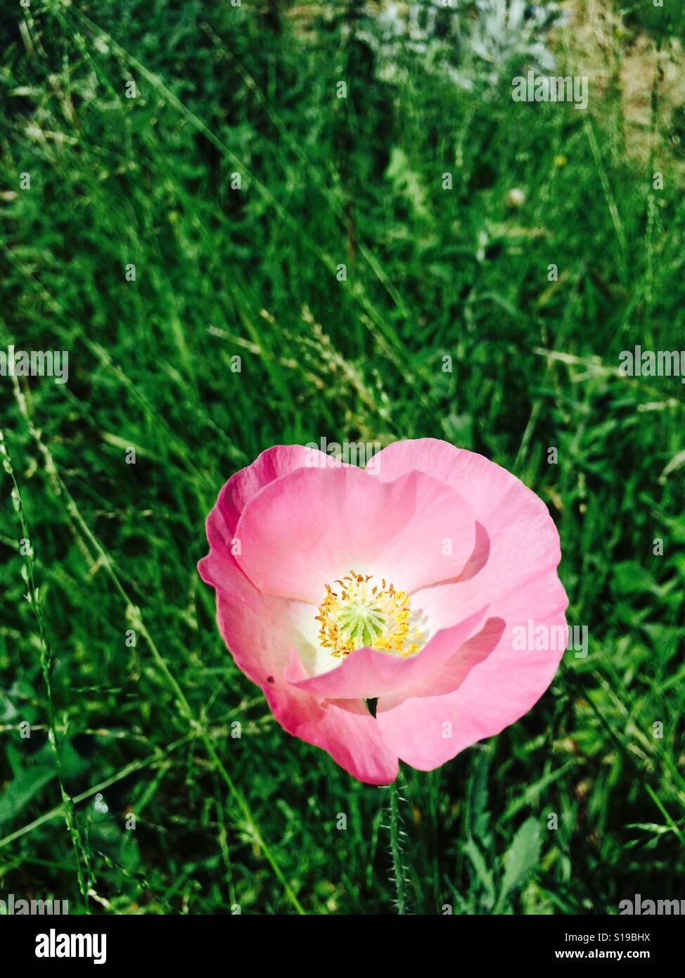Pink Poppy Flower Stock Photo - Alamy