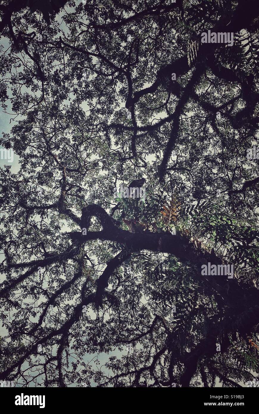 Canopy tree shade hi-res stock photography and images - Alamy