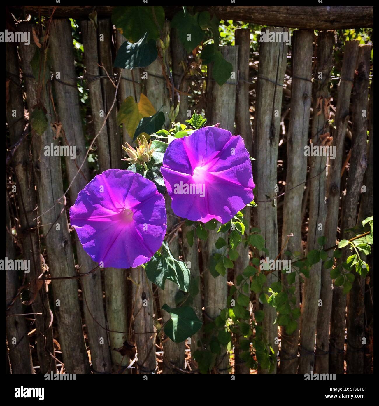 Purple hedge flowers Stock Photo - Alamy