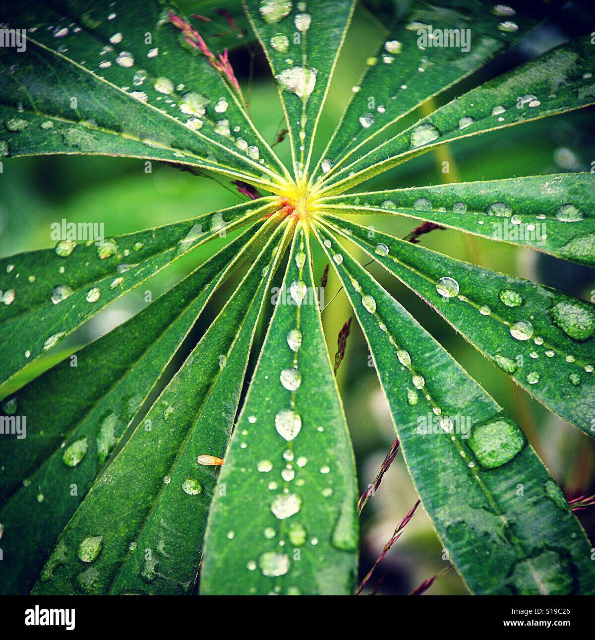 Lupin leaves hi-res stock photography and images - Alamy