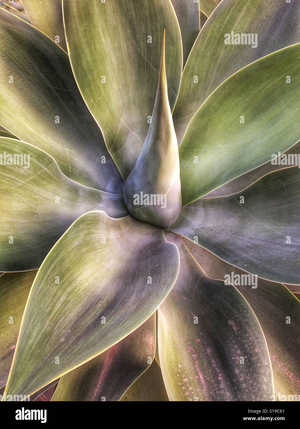 Agave Rosette High Resolution Stock Photography and Images - Alamy