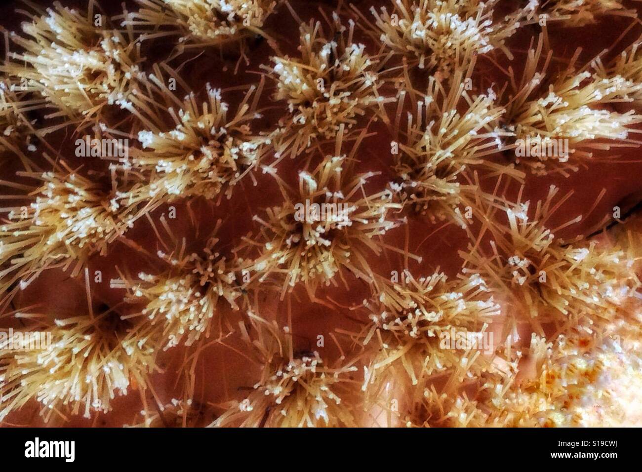 Bristles close up hi-res stock photography and images - Alamy