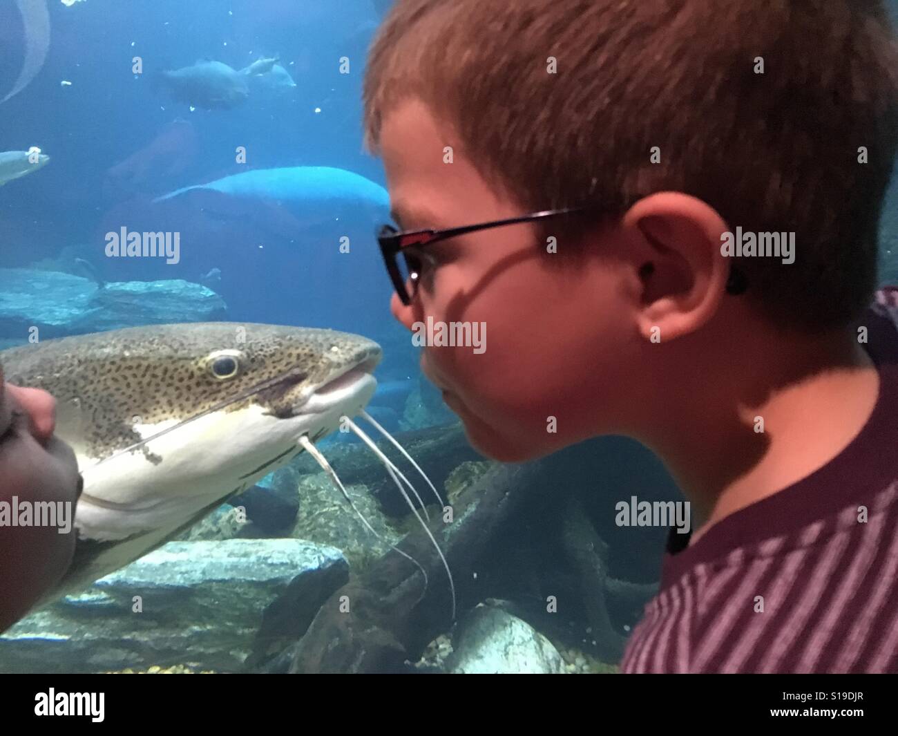 The kissing fish hi-res stock photography and images - Alamy