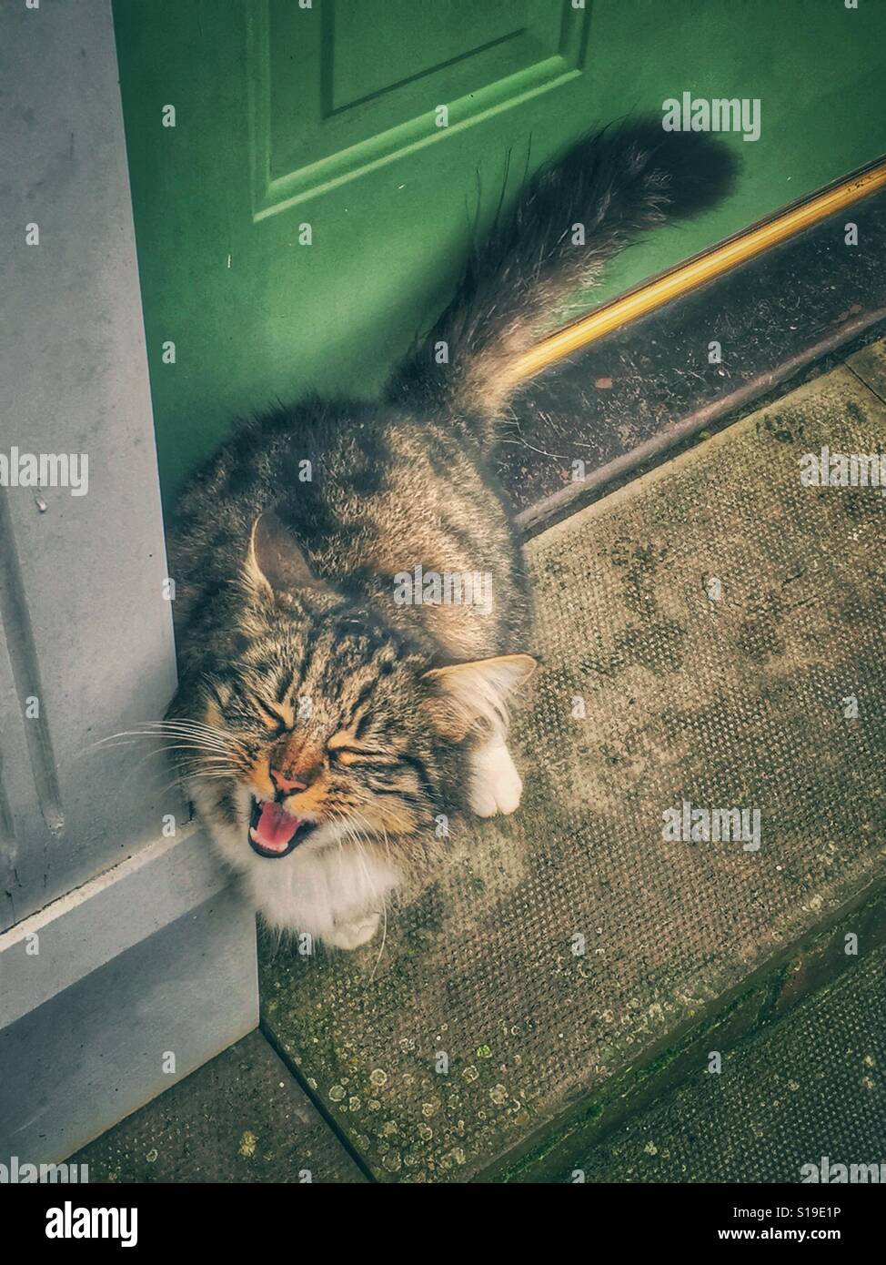 Mewing High Resolution Stock Photography and Images - Alamy