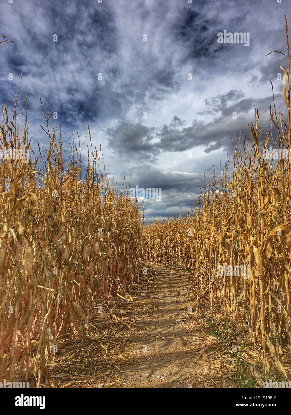Farm corn maze hi-res stock photography and images - Alamy