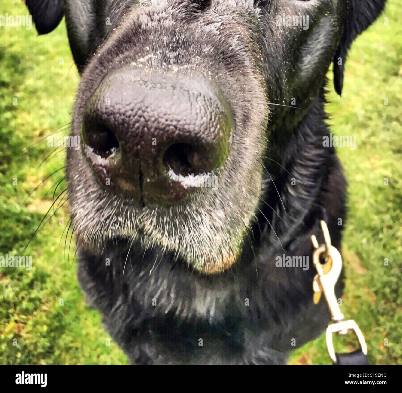 Lead nose hi-res stock photography and images - Alamy