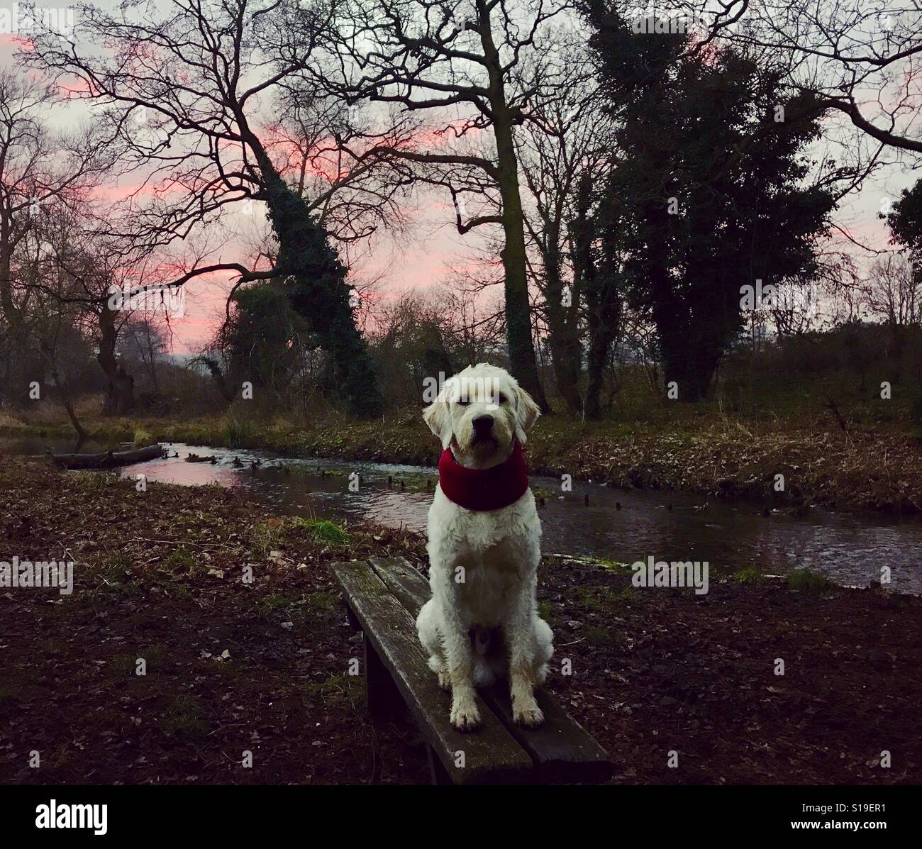 Smart, handsome Labradoodle by the river at sunset Stock Photo - Alamy