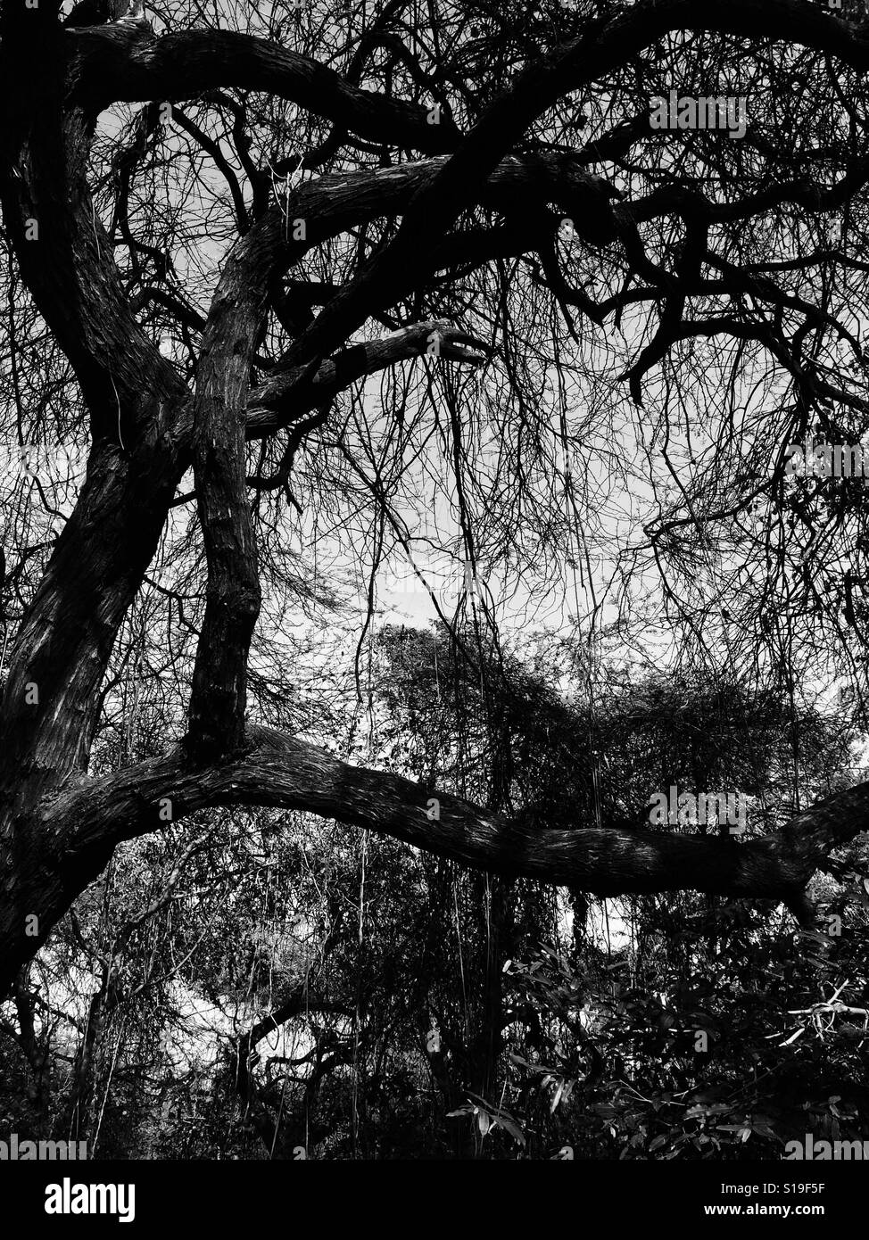 Black tree canopy hi-res stock photography and images - Alamy