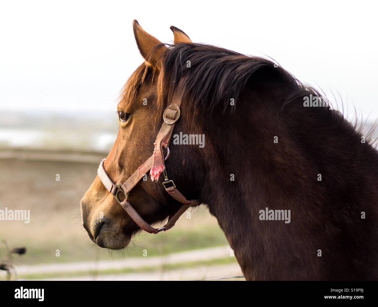 Look into the distance Stock Photo - Alamy