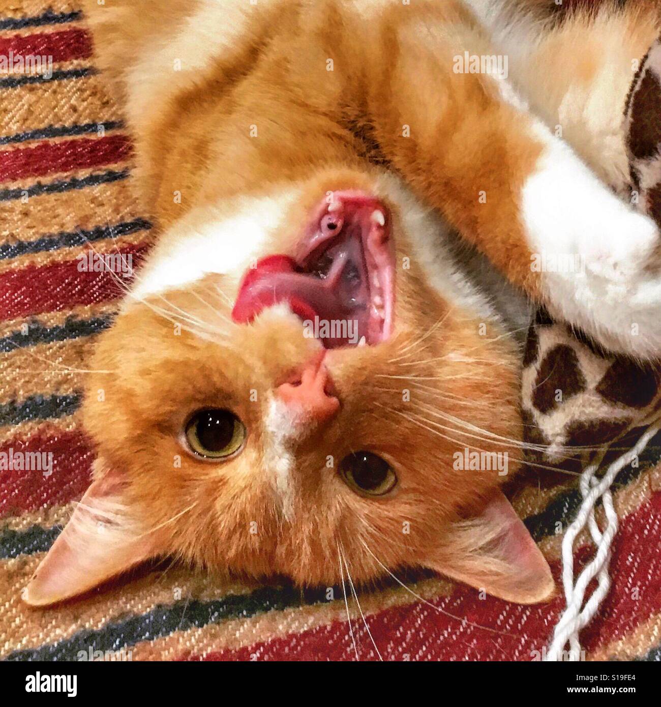 Cute happy funny playful pet smartphone stock photos and images - Alamy