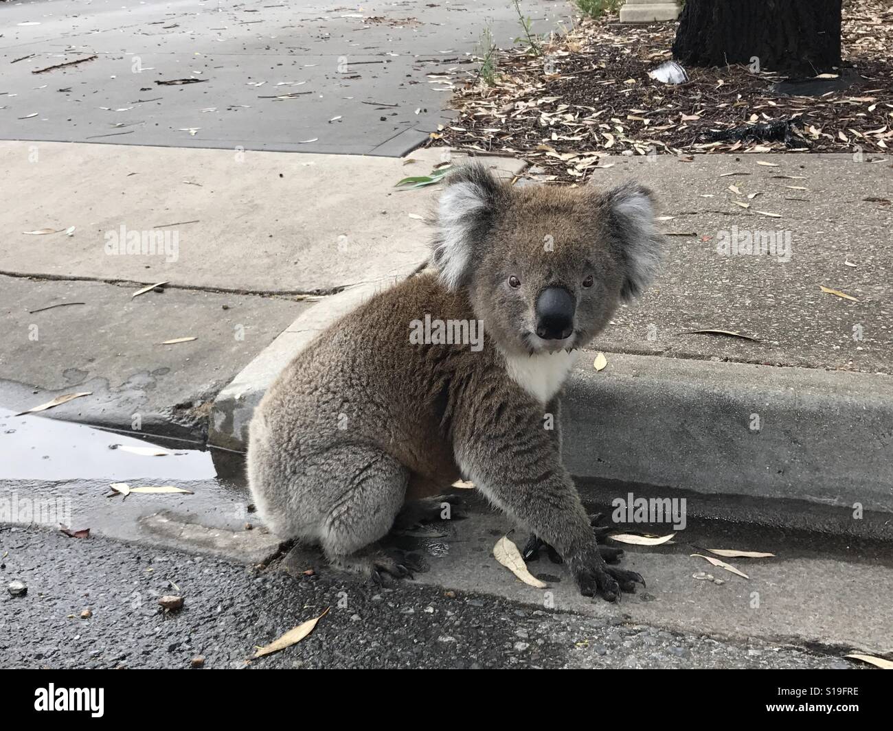 Adelaide sa hi-res stock photography and images - Alamy