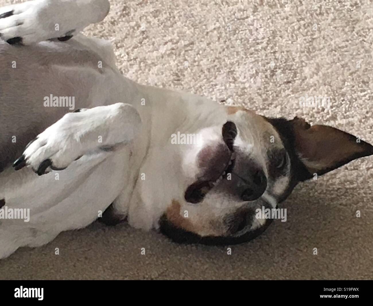 Rat terrier dog hi-res stock photography and images - Alamy