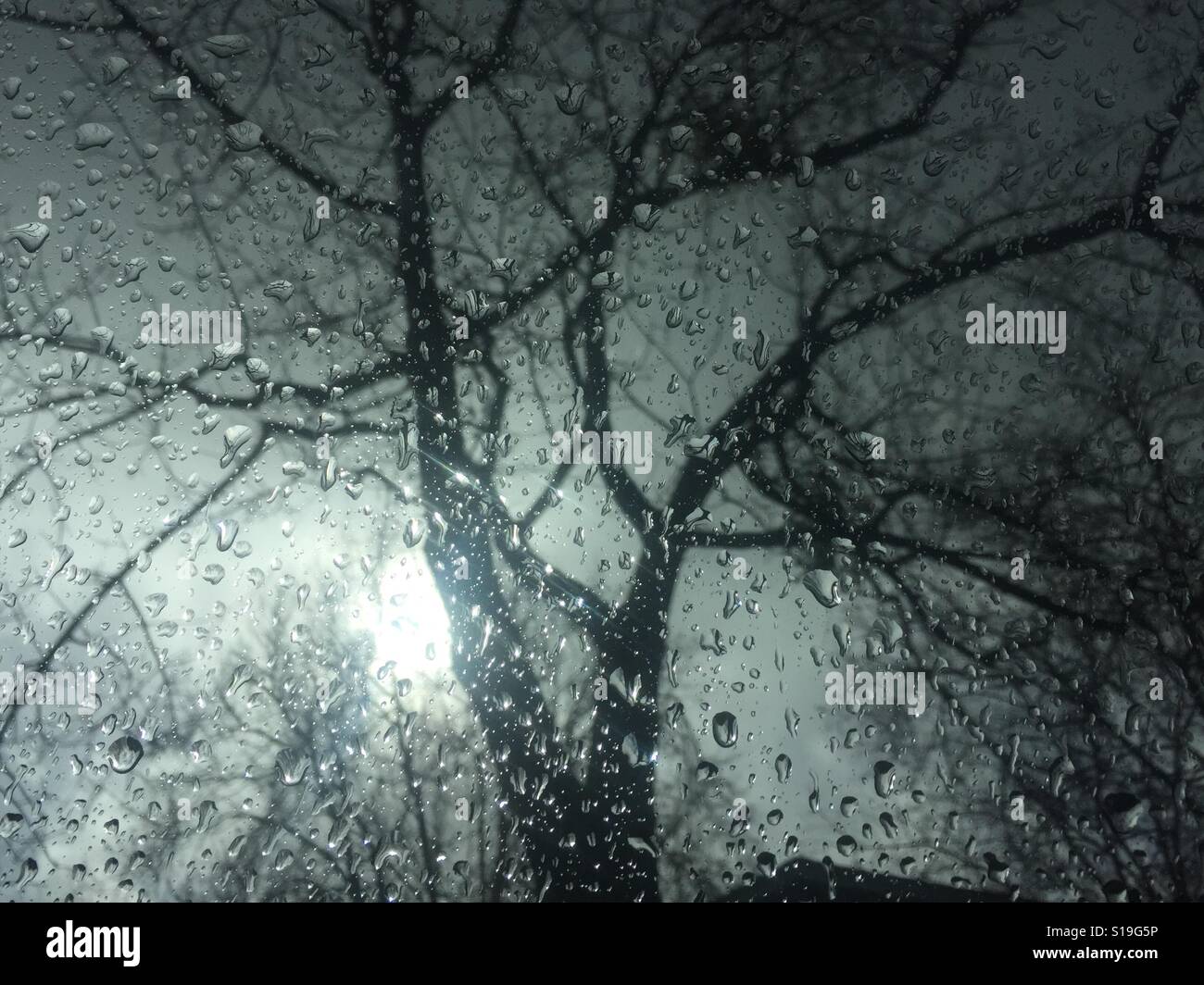 Rain with trees hi-res stock photography and images - Alamy