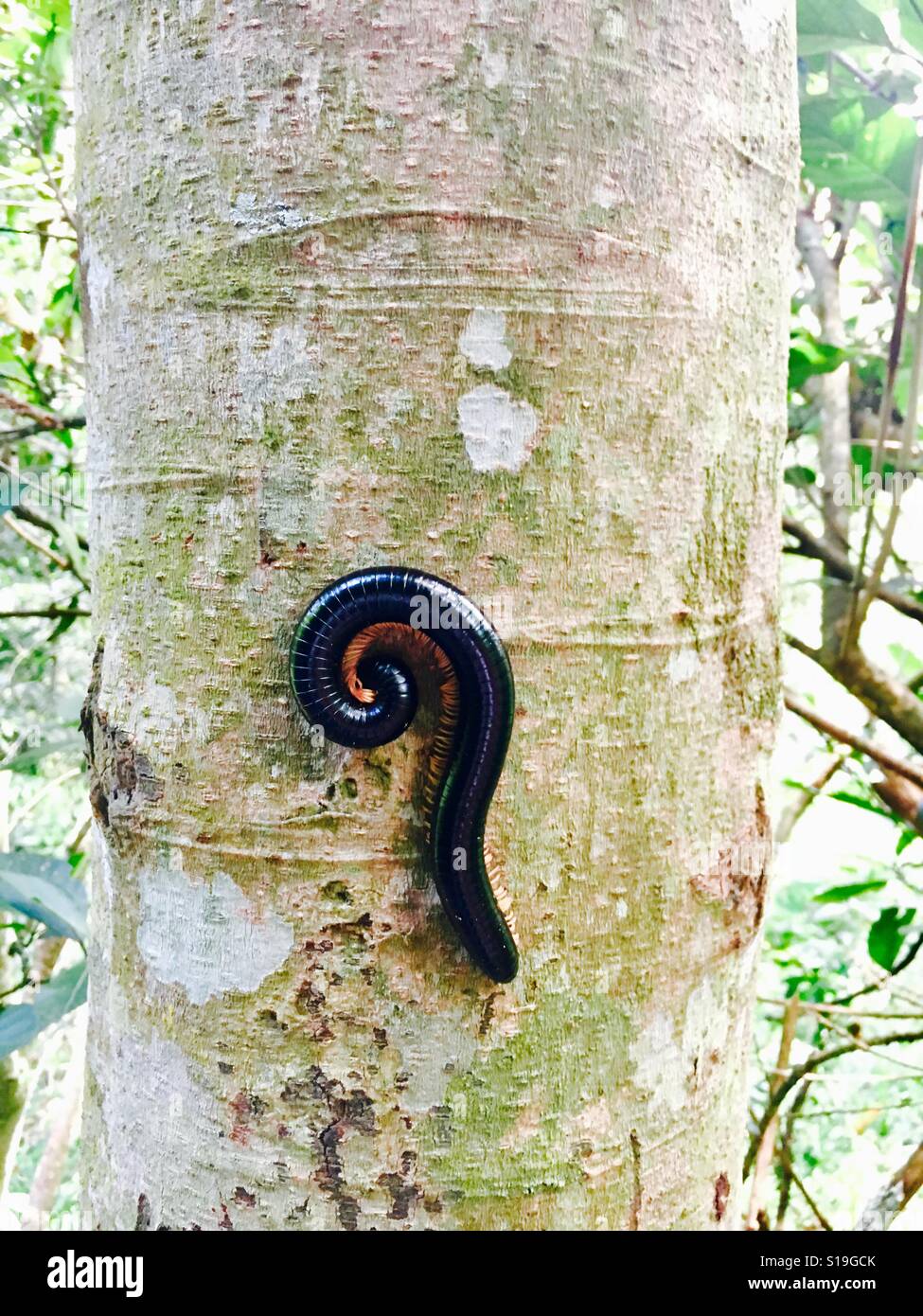 Shongolo question mark on tree Stock Photo - Alamy