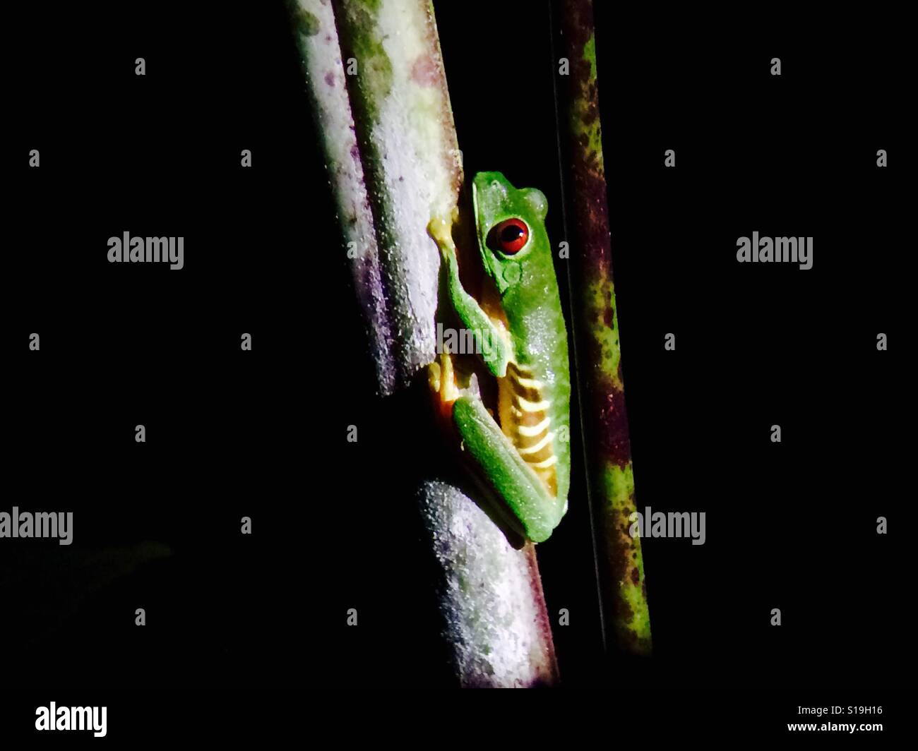 Amazing tree frog Stock Photo - Alamy