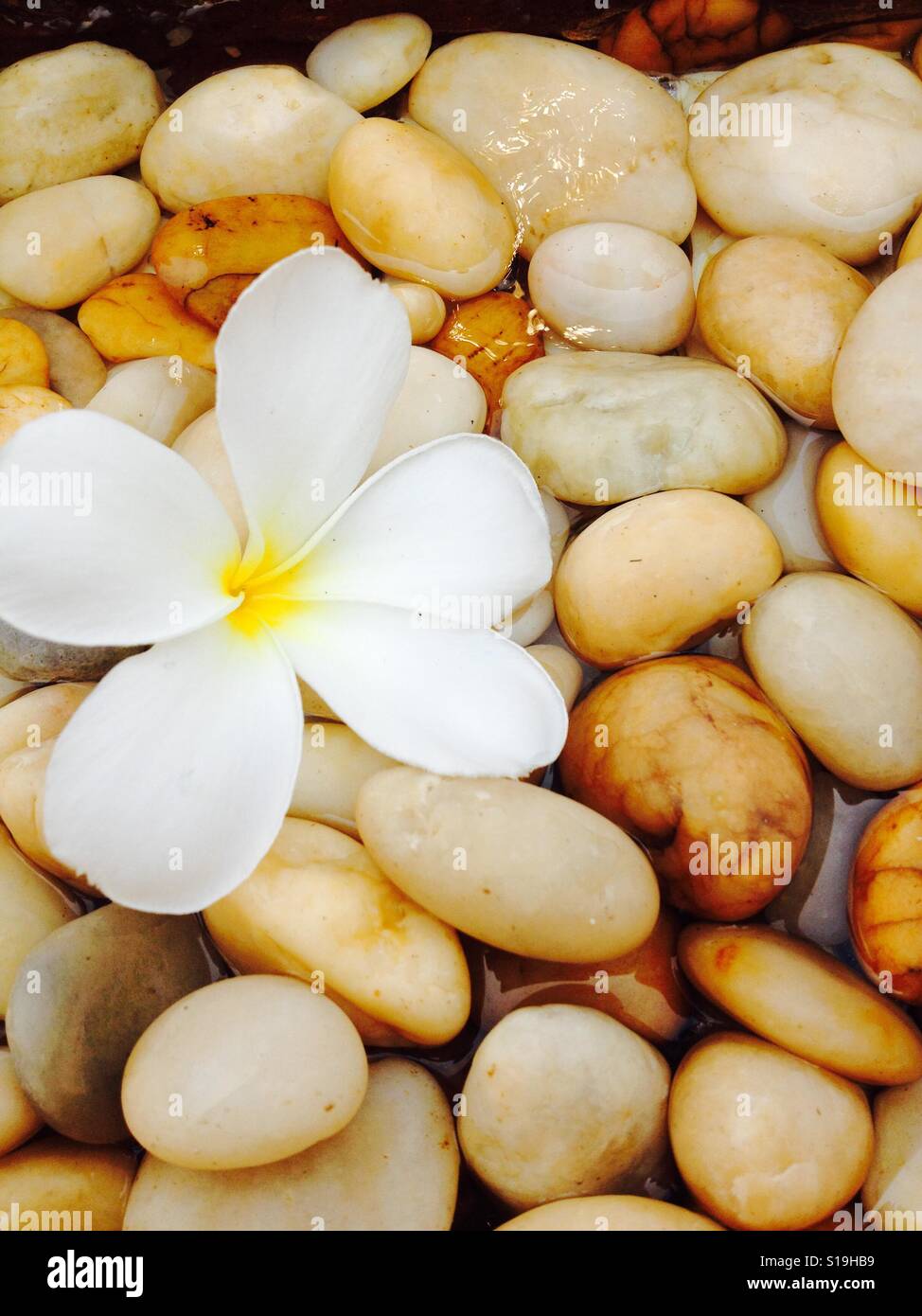 Pebbles flower hi-res stock photography and images - Alamy