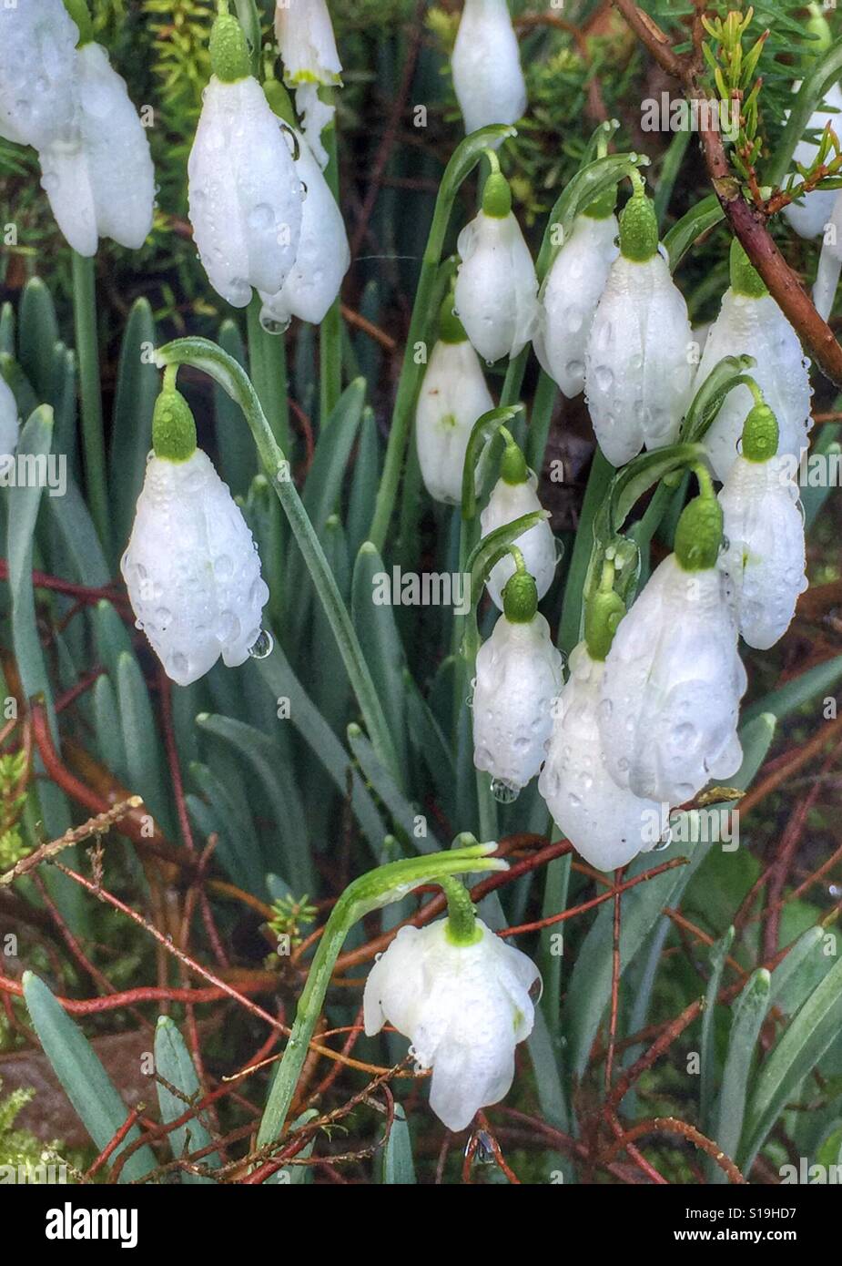 Snowdrops after the rain Stock Photo - Alamy