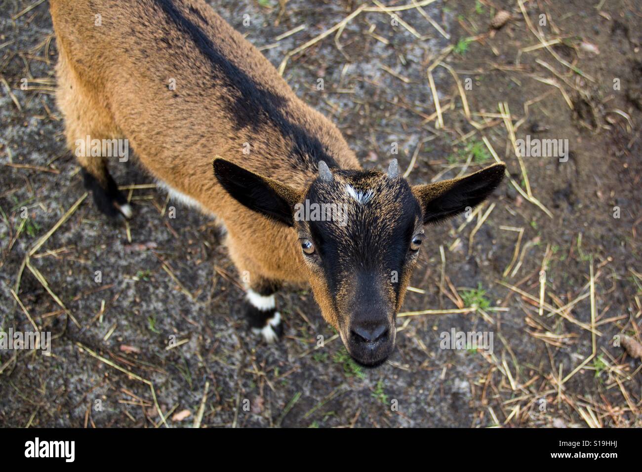 Curious goat hi-res stock photography and images - Alamy