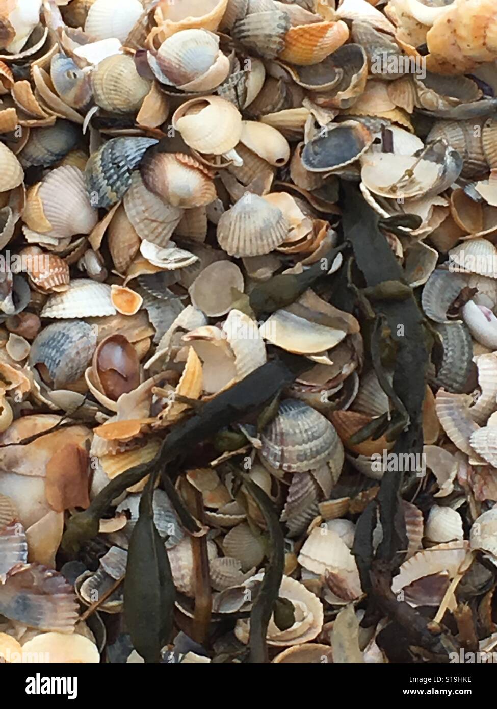 Different size shells hi-res stock photography and images - Alamy