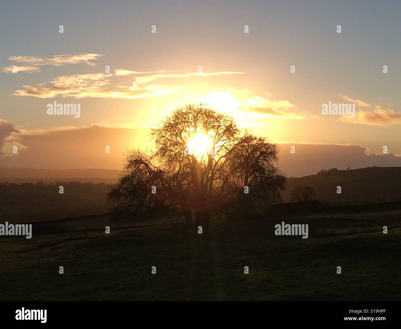 Tree of light Stock Photo - Alamy