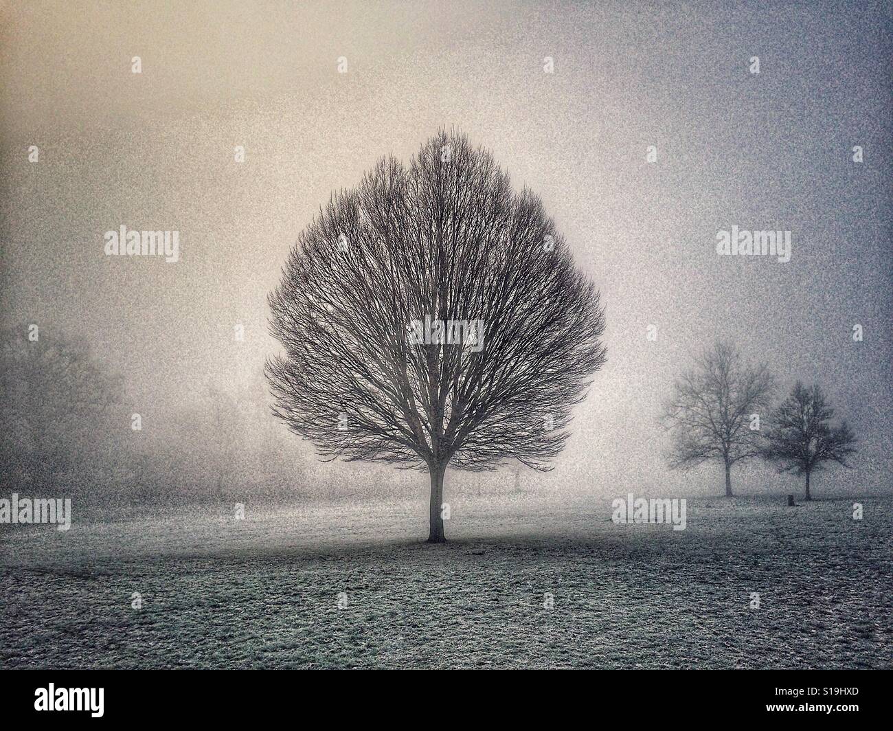 Trees in the mist Stock Photo - Alamy