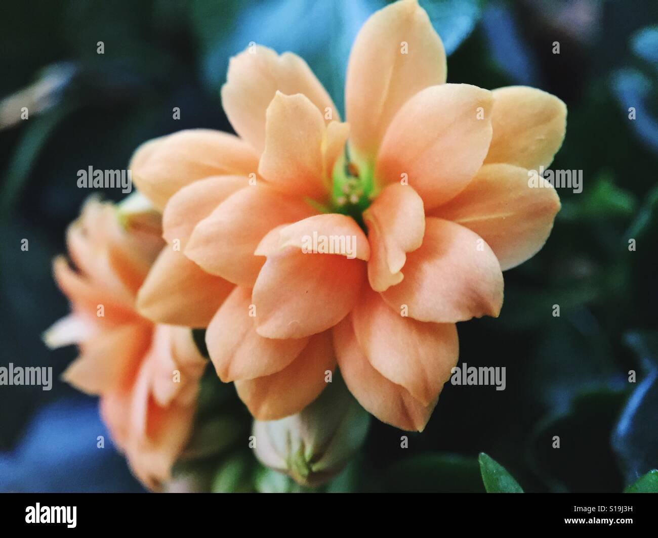 Kalanchoe plant hi-res stock photography and images - Alamy