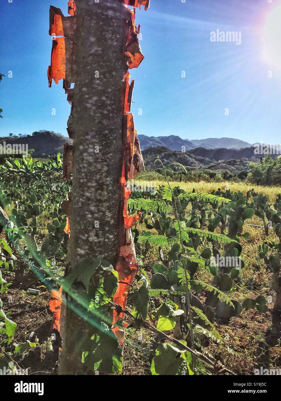 Paperbark tree hi-res stock photography and images - Alamy