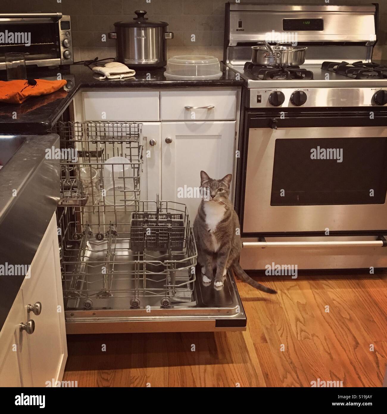 Cat sitting on the door hi-res stock photography and images - Alamy