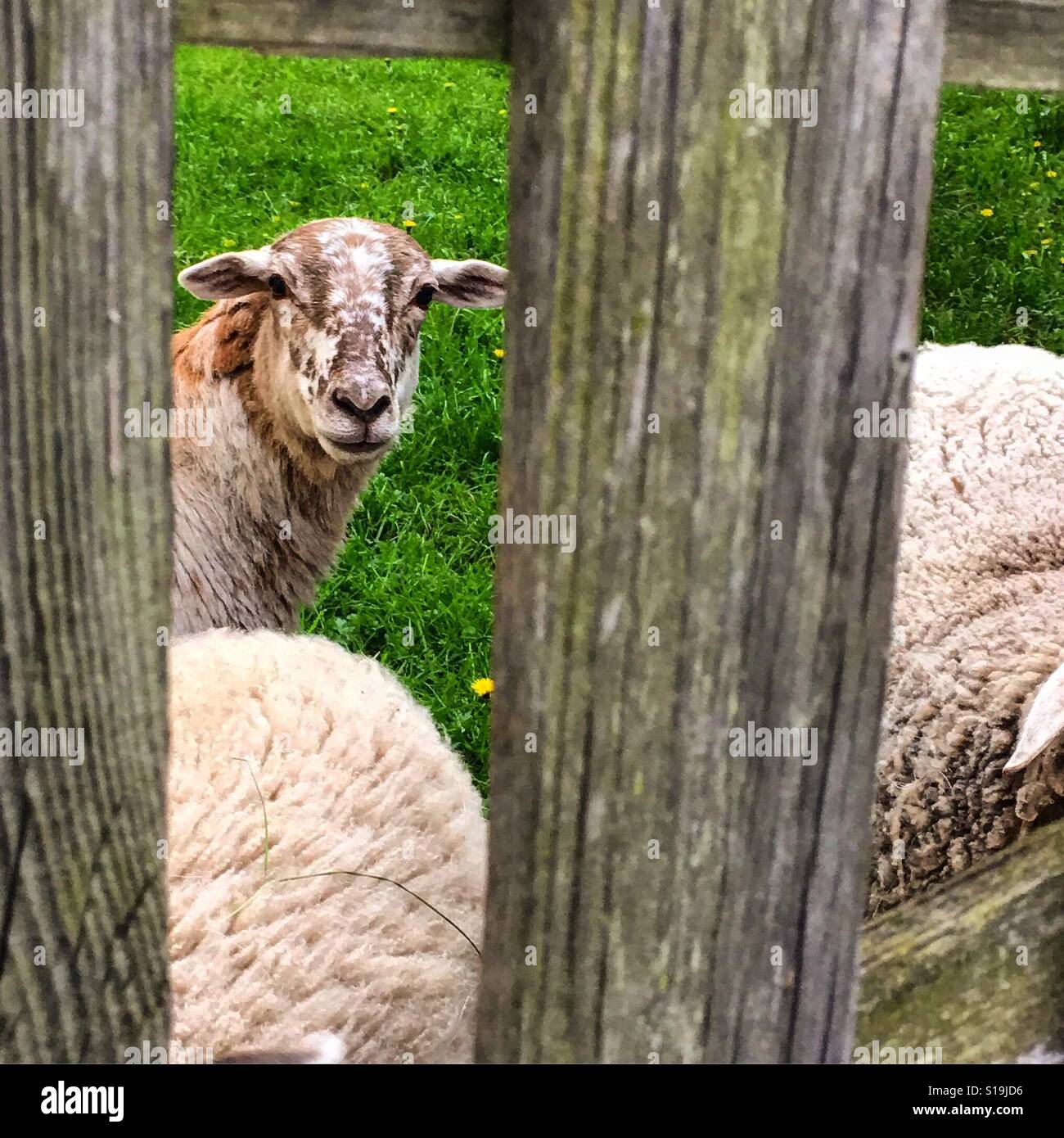 Sheeps Face Stock Photos & Sheeps Face Stock Images - Alamy