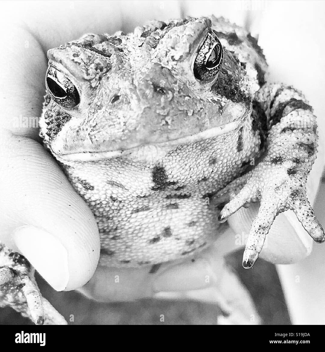 Cool toad hi-res stock photography and images - Alamy