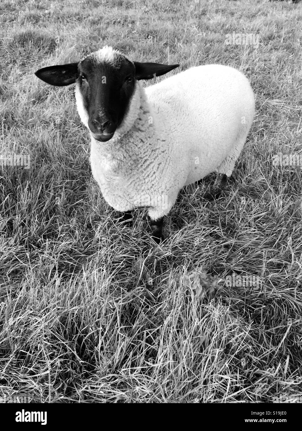 Sheep Posing High Resolution Stock Photography and Images - Alamy