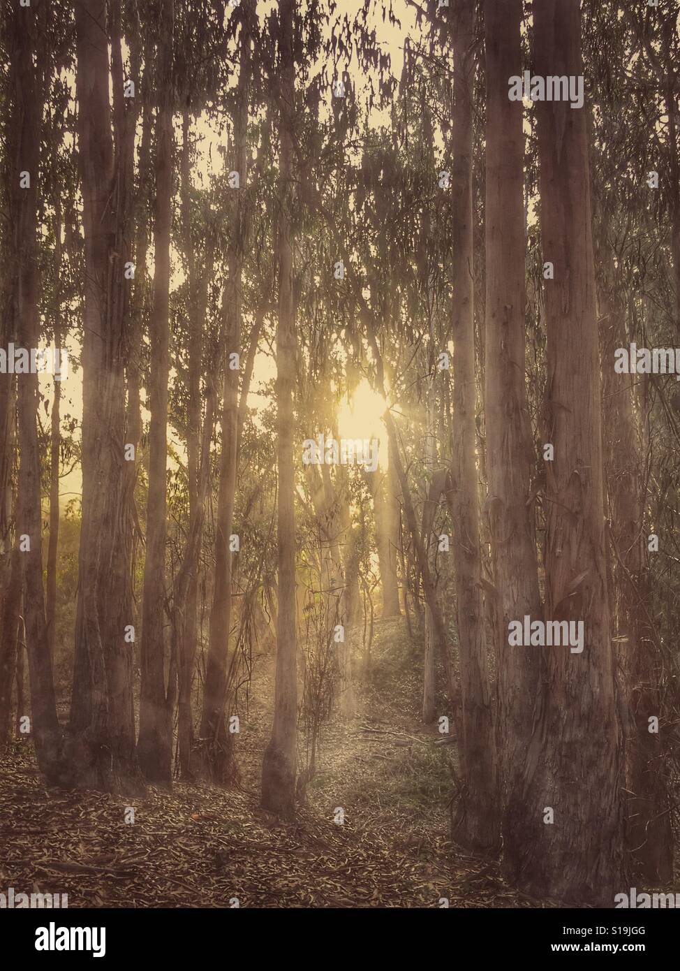 Sun peaking through leaves hi-res stock photography and images - Alamy