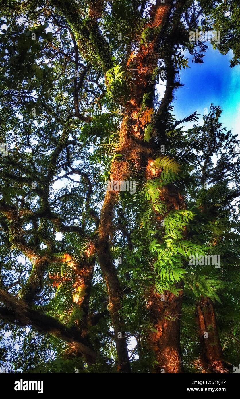 Enchanted tree hi-res stock photography and images - Alamy