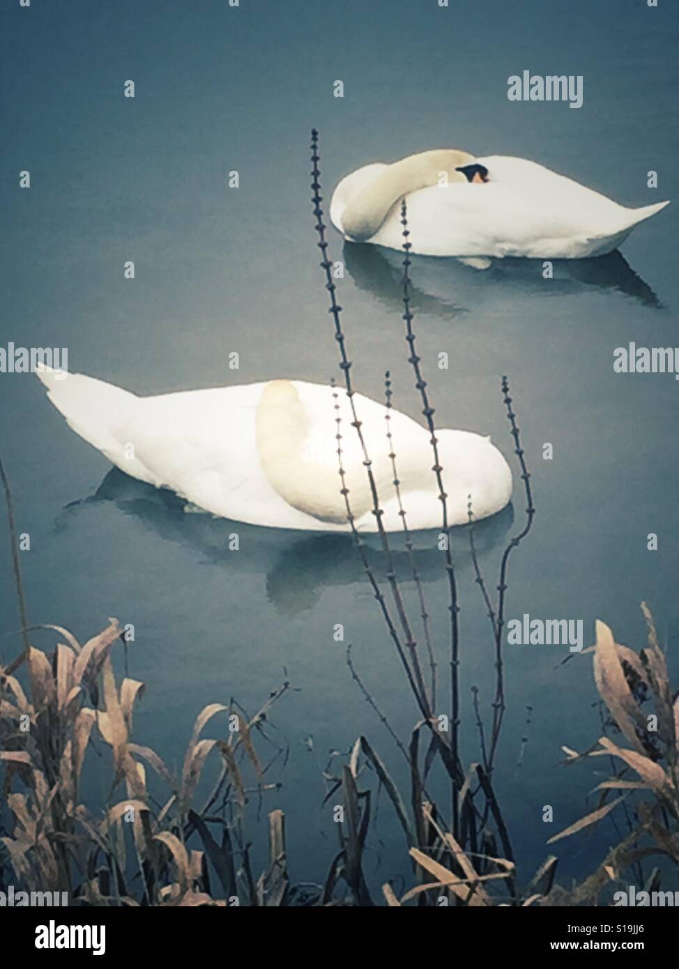 Sleeping swans hi-res stock photography and images - Alamy