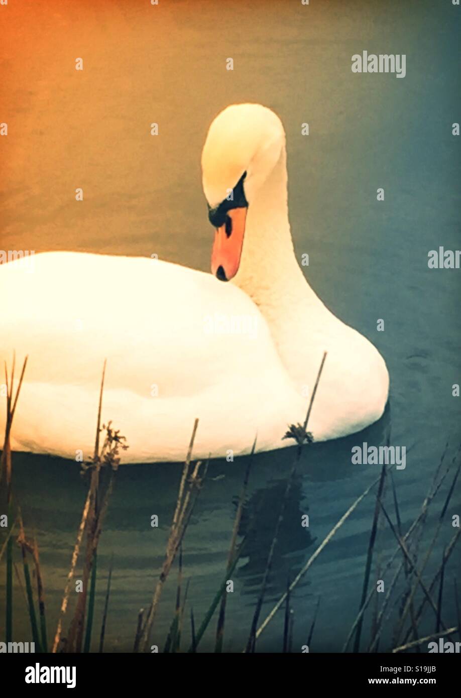 A proud Swan Stock Photo - Alamy