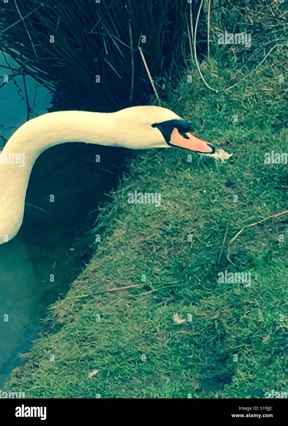 Pecking on grass hi-res stock photography and images - Alamy