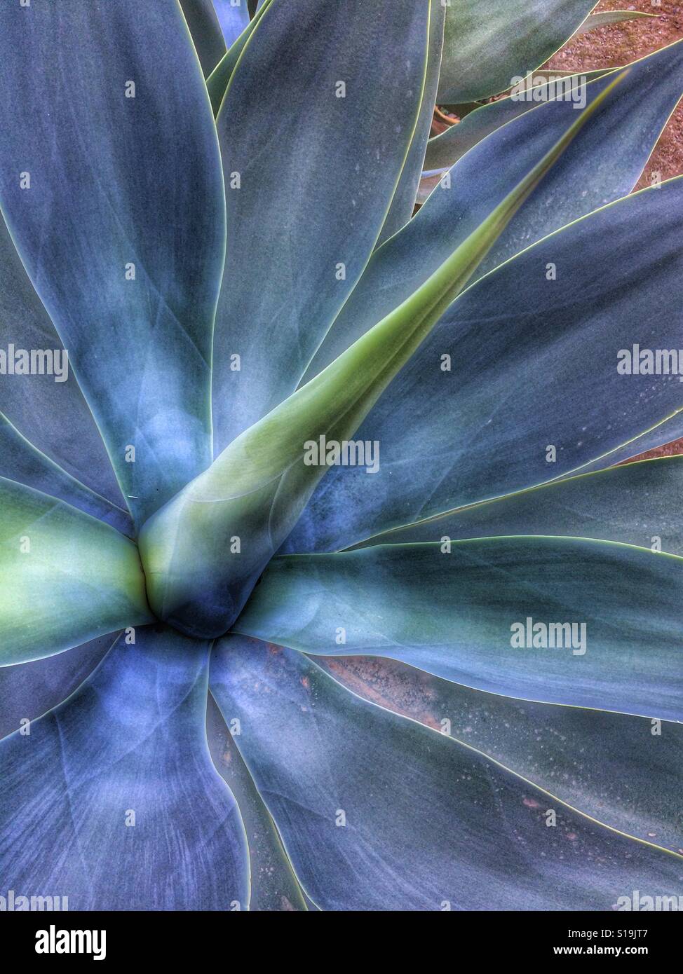 Agave crop hi-res stock photography and images - Alamy