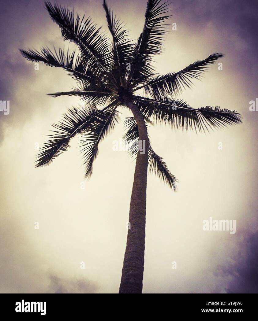 Palm Tree Bliss Stock Photo - Alamy