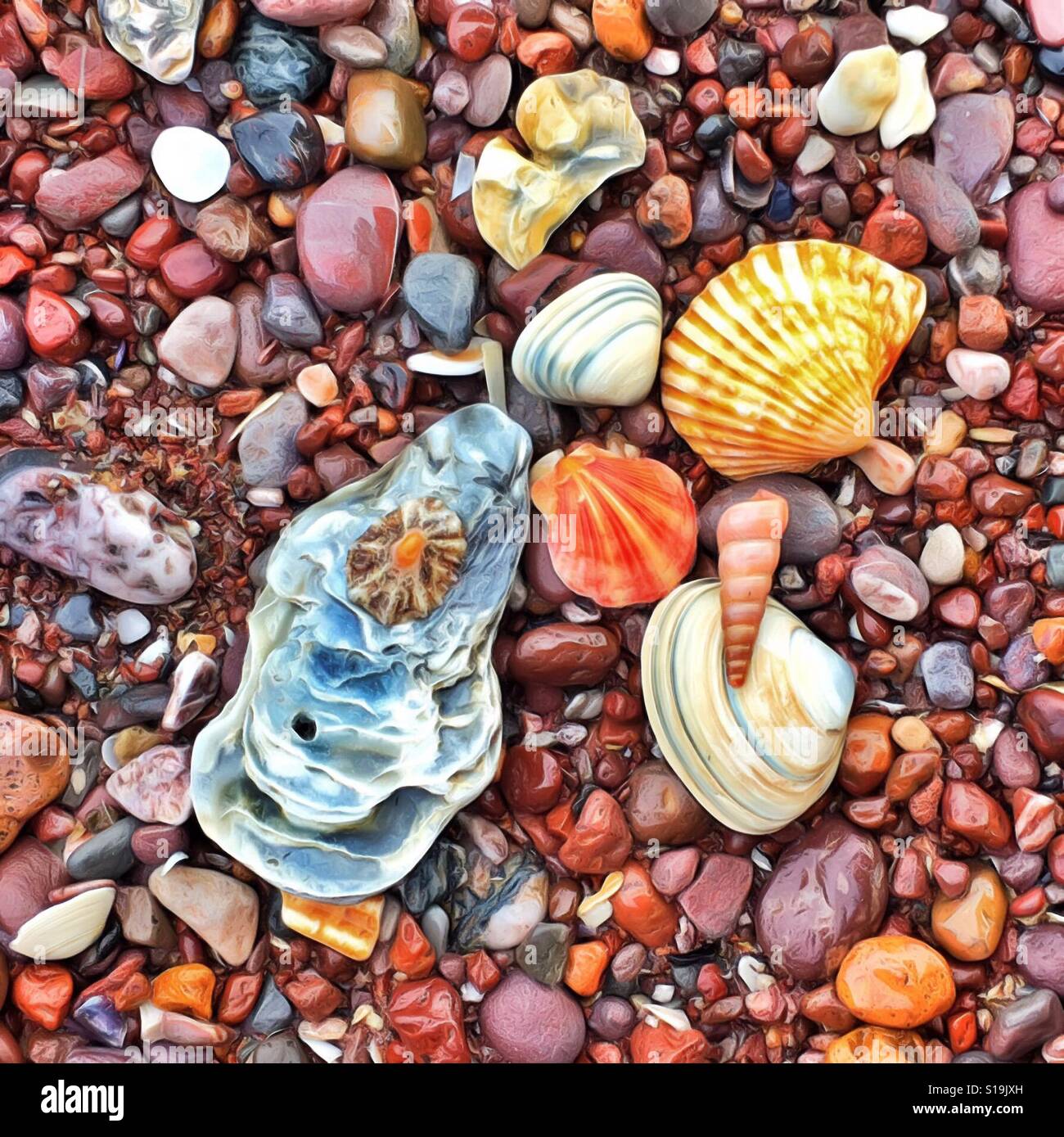 Wet shells hi-res stock photography and images - Alamy