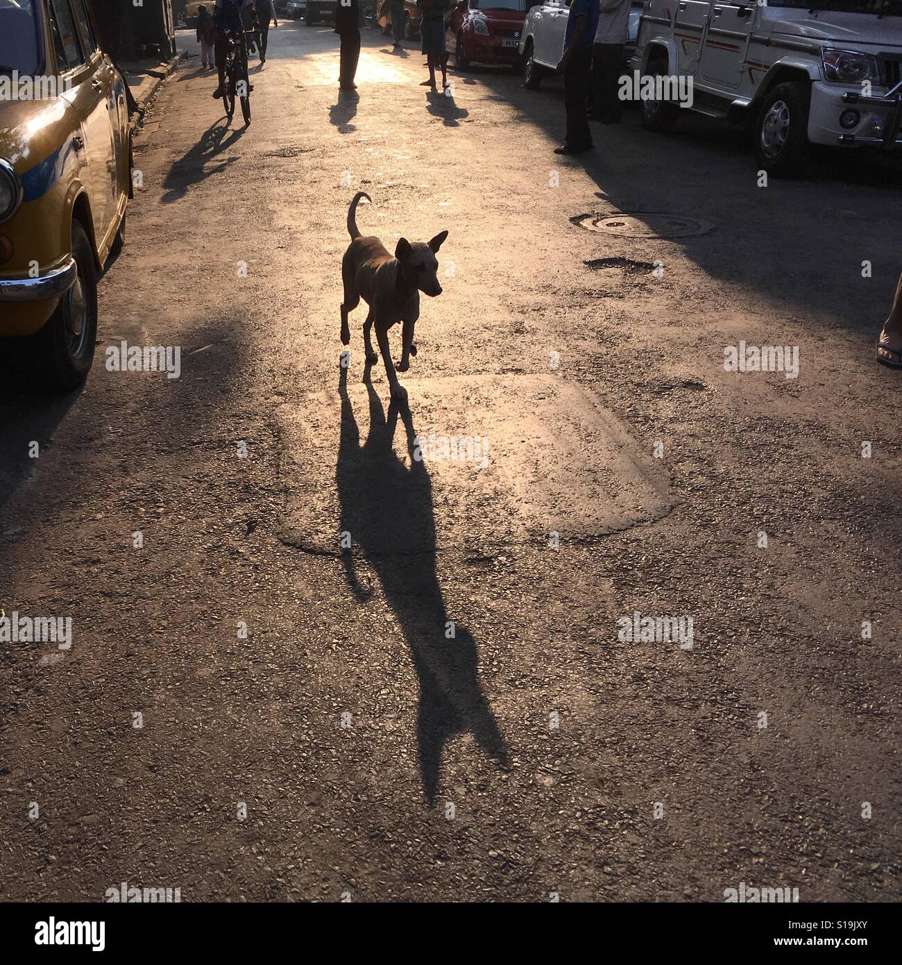 Stray dog running through urban street Stock Photo - Alamy