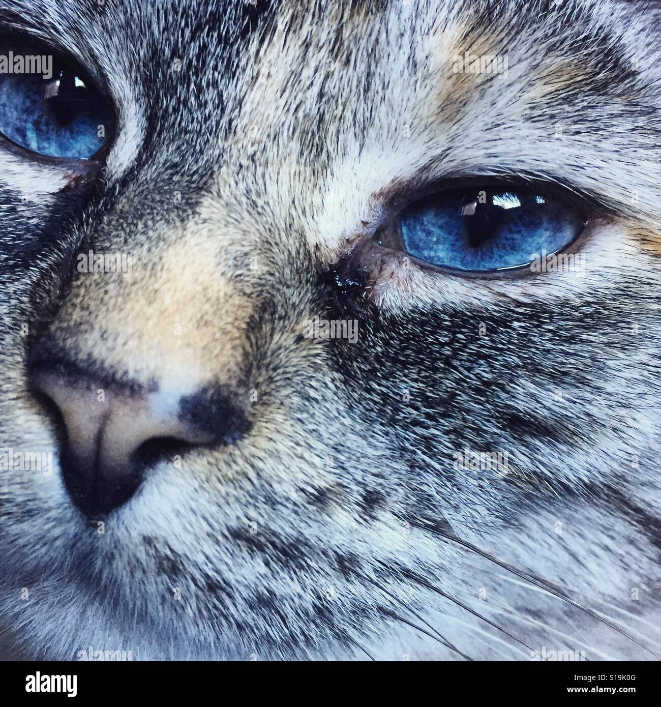 Blue eyed cat hi-res stock photography and images - Alamy