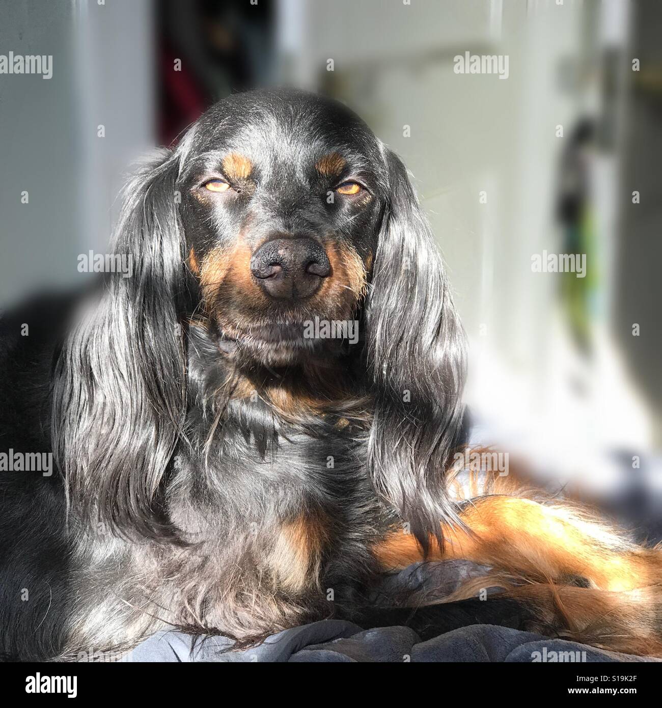 Grumpy Dog High Resolution Stock Photography and Images - Alamy