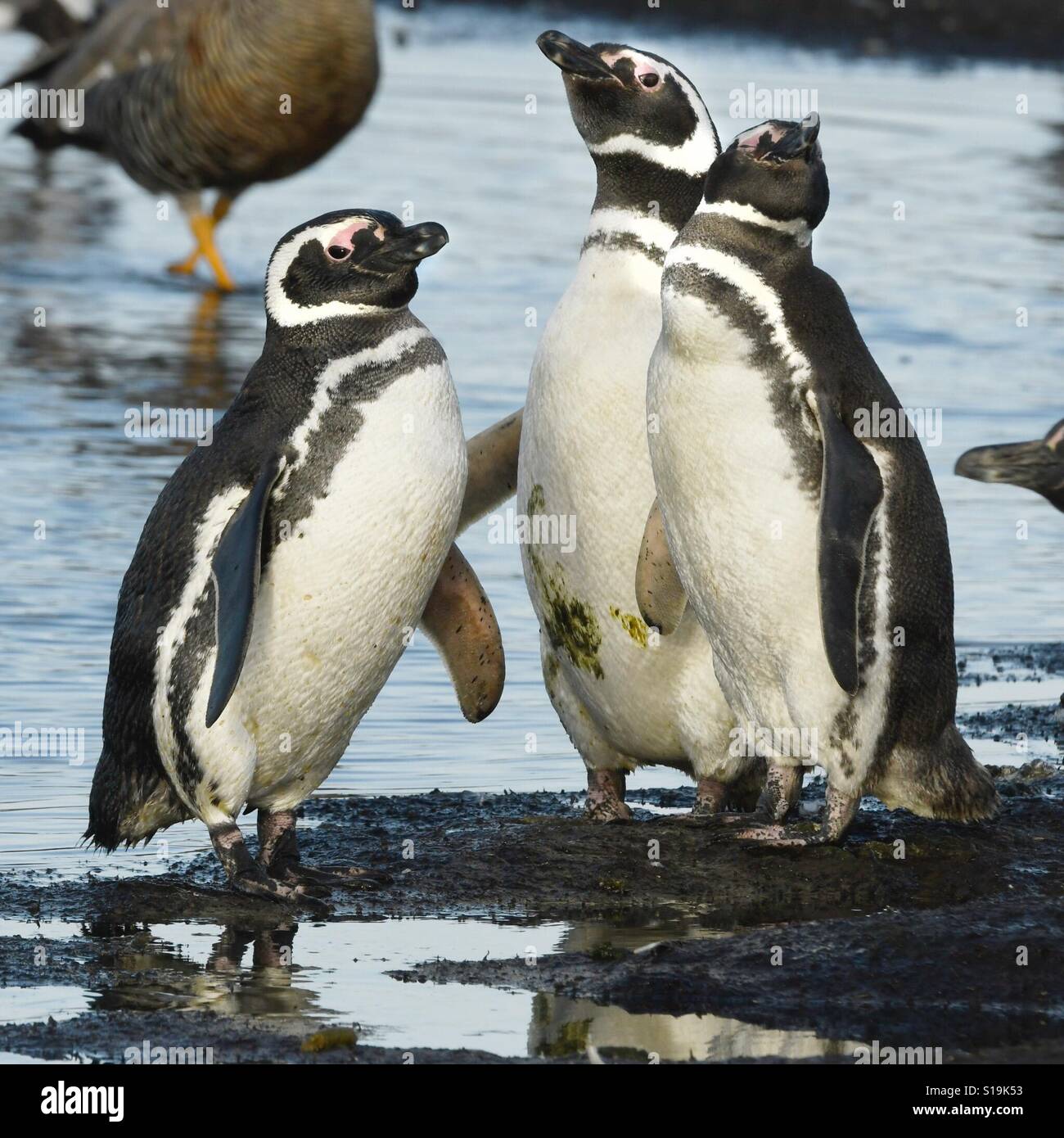 Magellanic Penguins, wild, Falkland Islands Stock Photo - Alamy