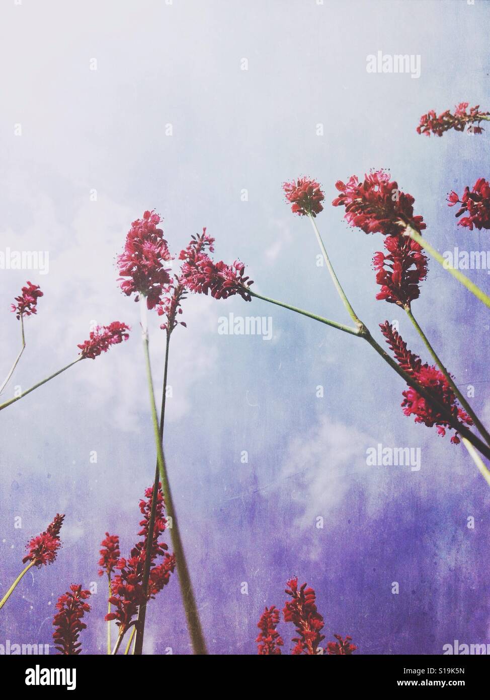 Looking upwards at flowers Stock Photo - Alamy