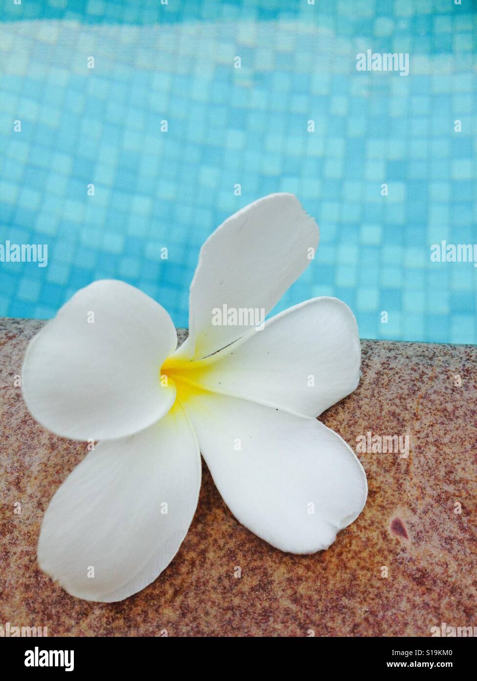 Pool flower hi-res stock photography and images - Alamy